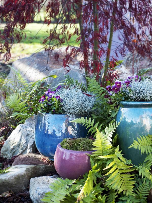 Silver Bush - Plants & Flowers Foundation