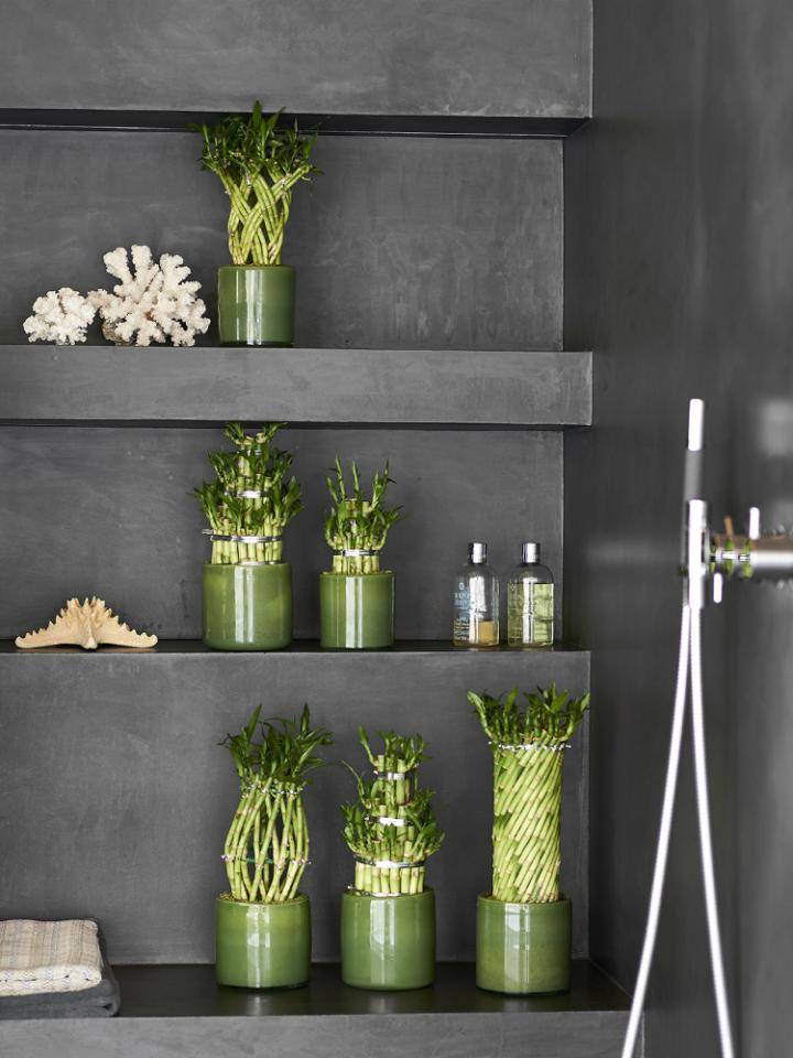 Lucky bamboo - Plants & Flowers Foundation